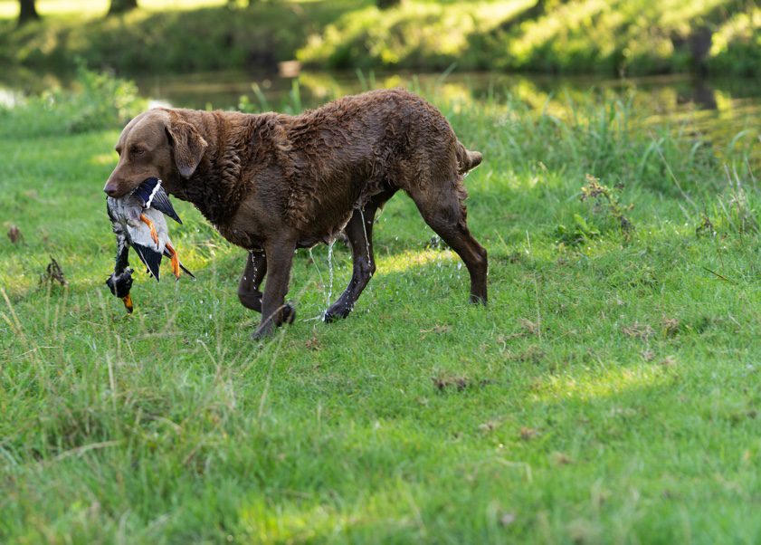 12 Best Breeds Of Hunting Dogs | Whiskey Riff