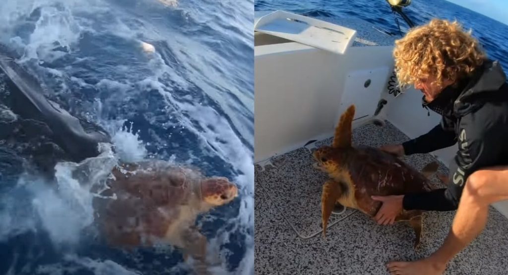 Tiger Sharks Attack Turtle