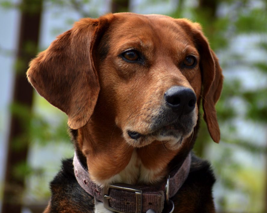 12 Best Breeds Of Hunting Dogs | Whiskey Riff