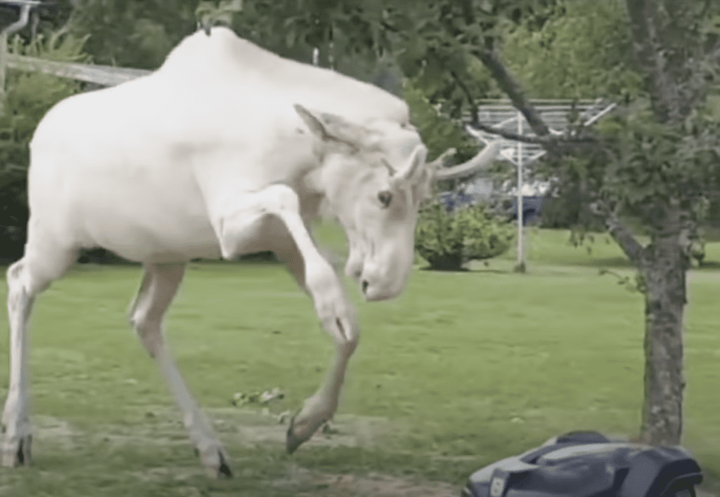 White Moose Gets Drunk On Fermented Apples, Picks A Fight With A ...
