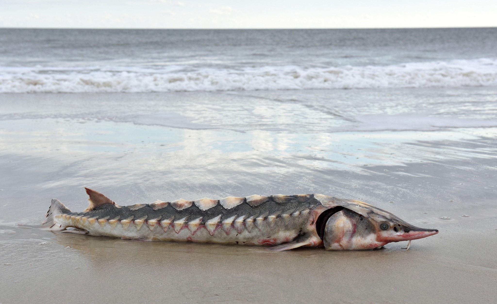 Incredibly Rare Atlantic Sturgeon Washes Up On Island Off The Coast Of ...