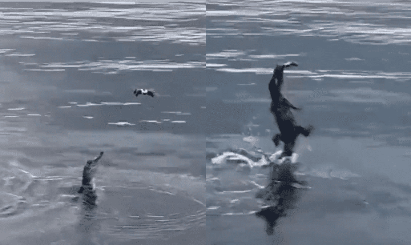 Caiman Bursts 5-Feet Out Of The Water & Snatches Low Flying Drone ...