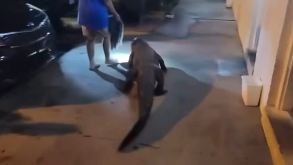 WATCH: 6-Foot Alligator Confronted By Virginia Police & Was A ...