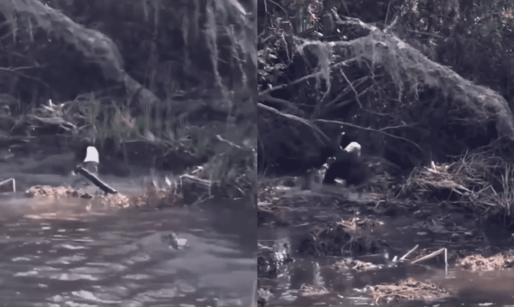 Alligator Eats A Stuck Bald Eagle As People Scream In Horror For It To ...