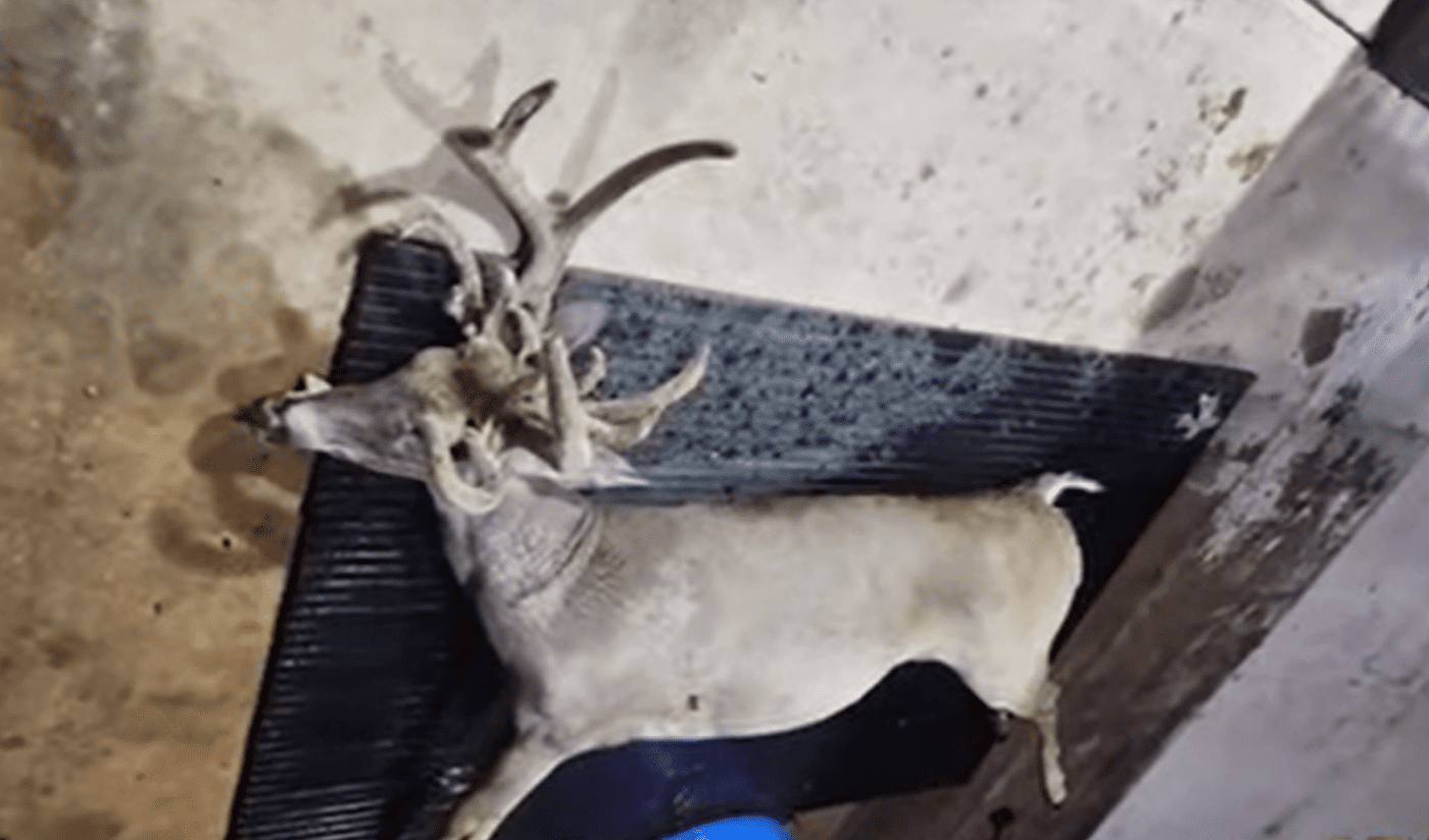 Potentially Record Breaking 18-Point Doe (Yes, A Doe) Killed By ...