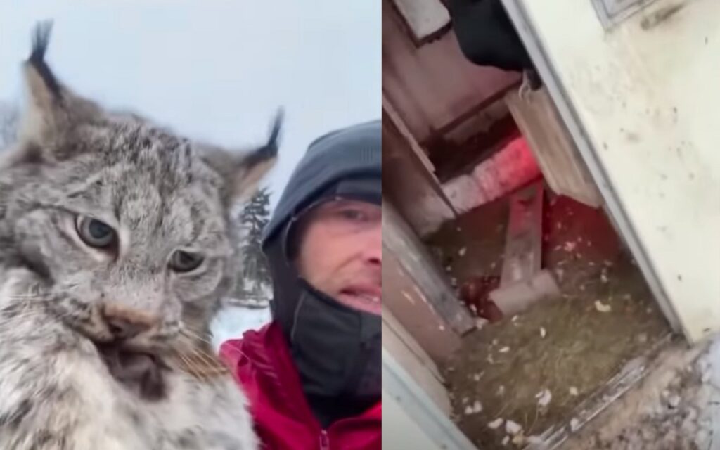 Farmer Hilariously Grabs Canada Lynx By The Scruff & Scolds It For ...