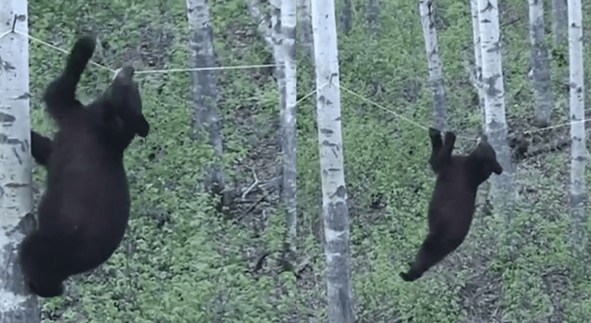 Black Bear Tries To Shimmy Across Rope For A Snack Before Falling To ...