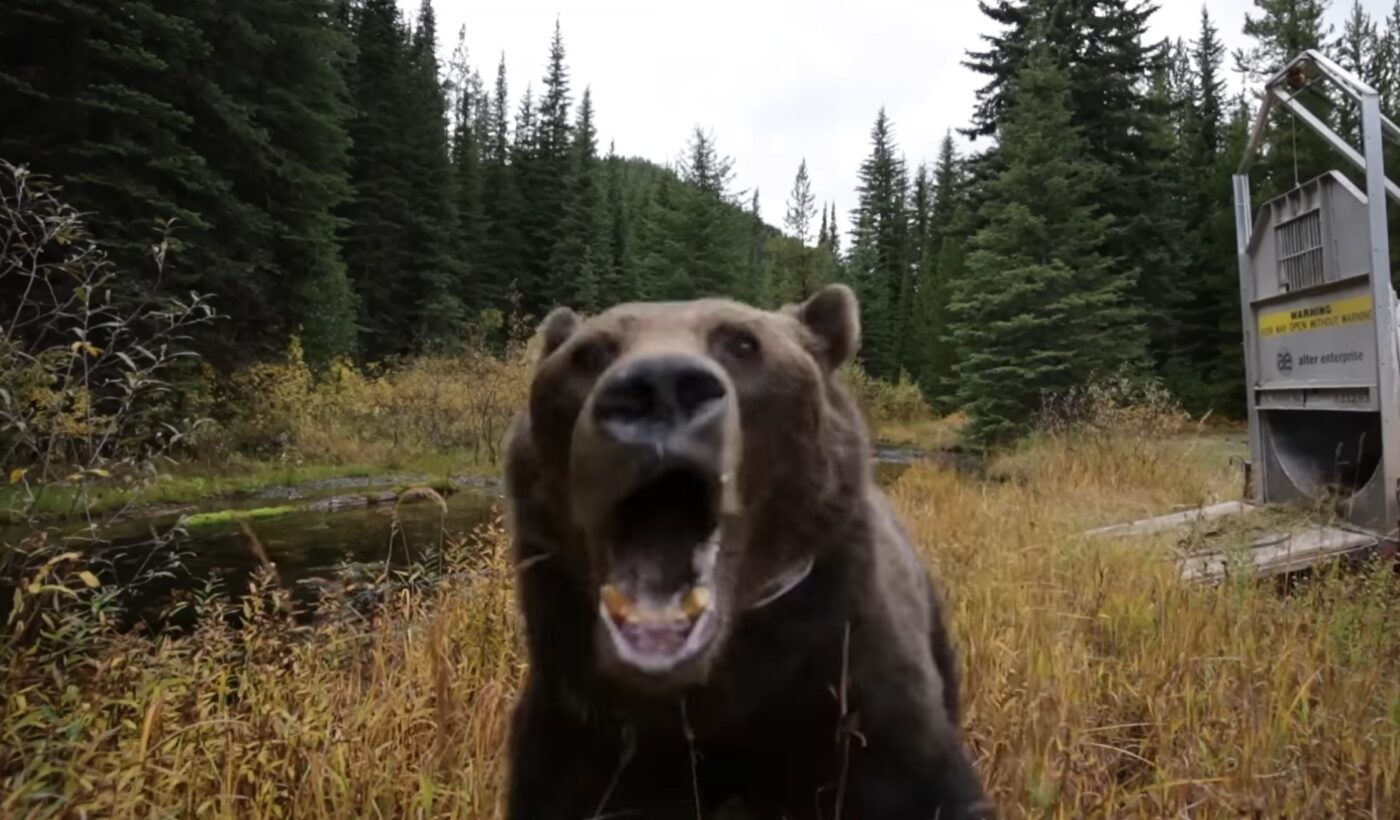 Watch Angry Grizzly Bear Get Revenge On Montana Wildlife Officials Who ...