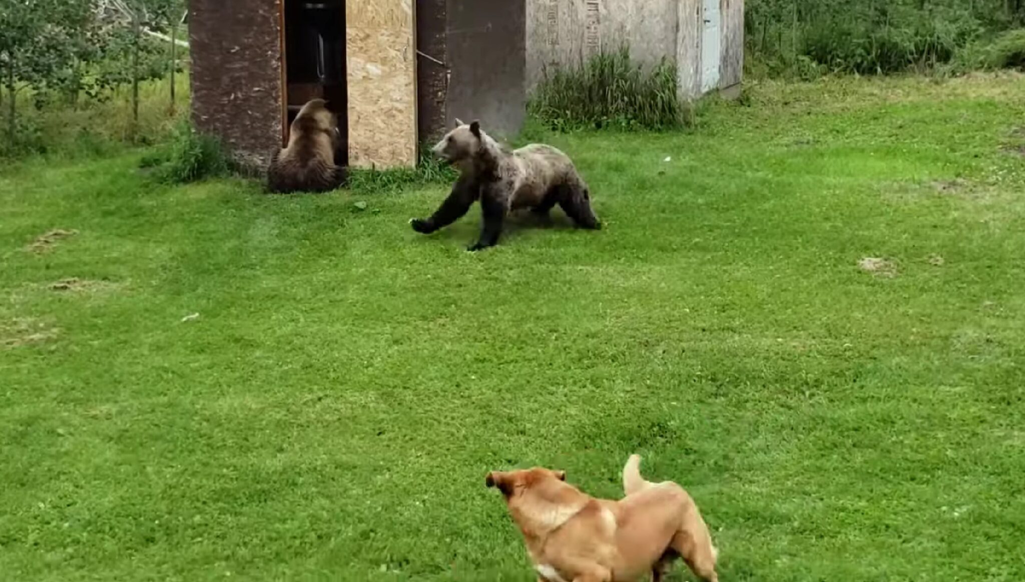 Lady Panics When She Finds Grizzly Bears Eating Dog Food In Her ...