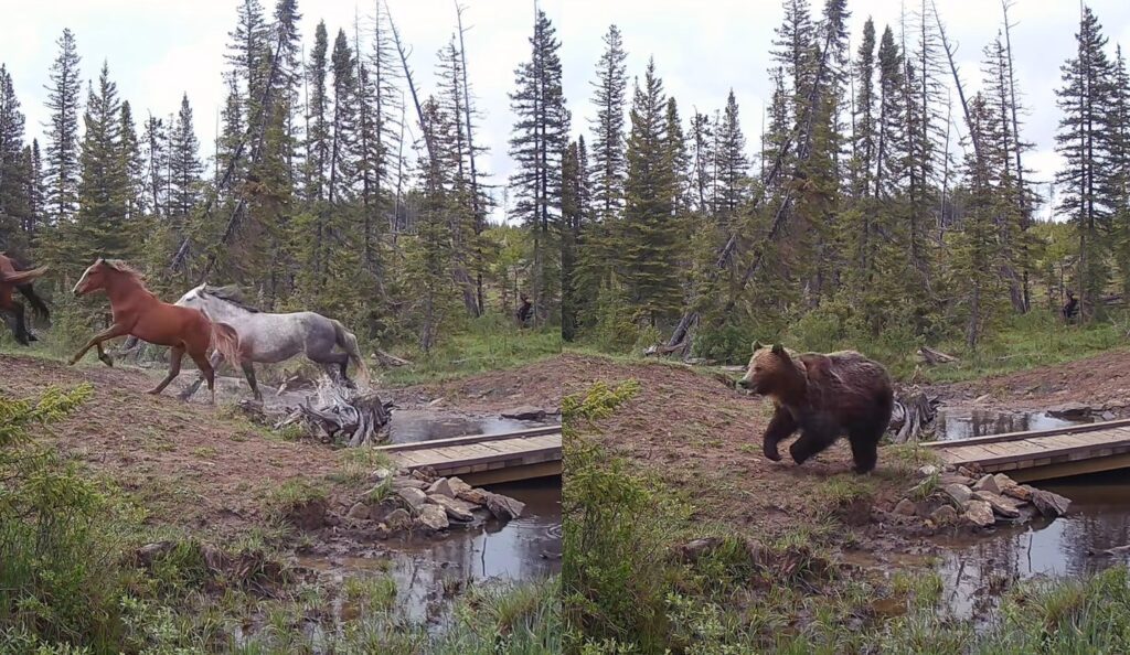 WATCH: Grizzly Bear Chases After Band Of Wild Horses In Stunning ...