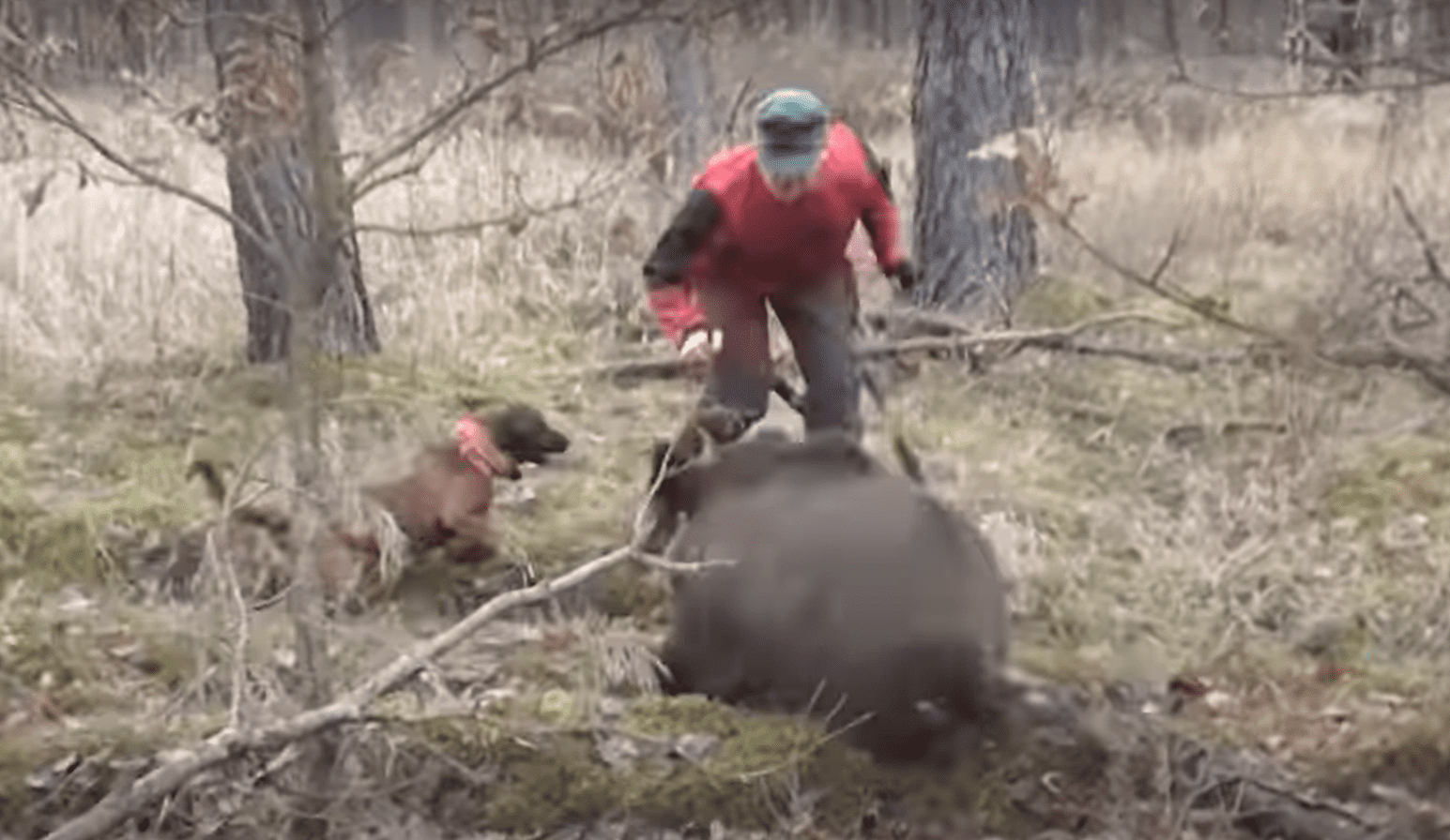 Brave Dog Leaps Into Action When Owner Is Attacked By A Wounded Wild ...