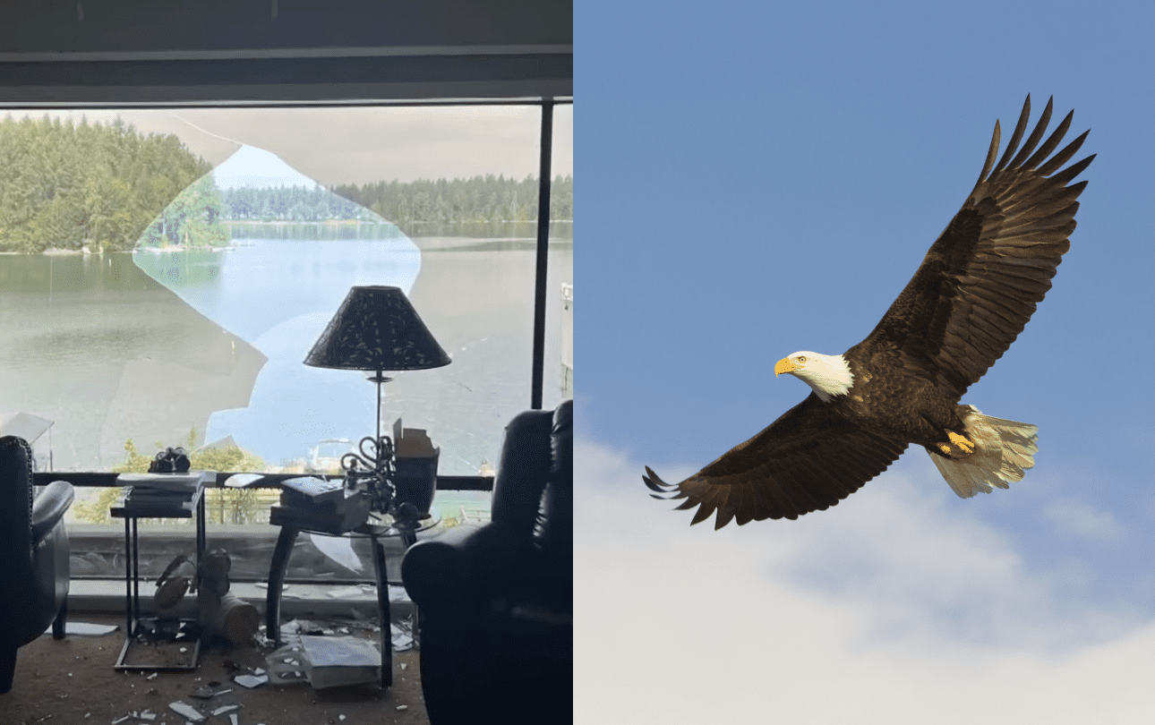 Bald Eagle Breaks Window And Flies Into Washington Home Located On ...