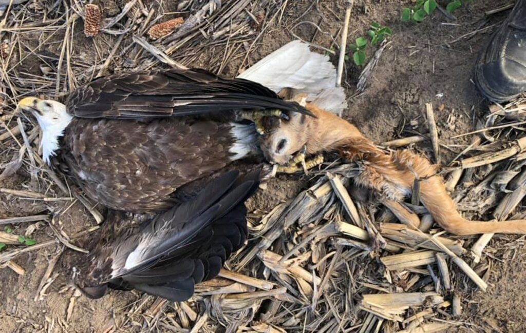 Wisconsin Hunter Finds Dead Bald Eagle With Its Talons Buried In A Deer ...