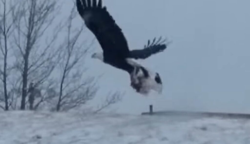 Minnesota Woman Shocked To See Bald Eagle Fly Off With A House Cat In ...