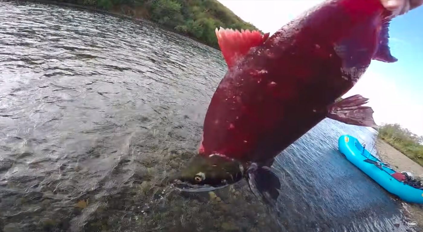 Fisherman Catches Big Ol’ Sockeye Salmon With His Bare Hands | Whiskey Riff