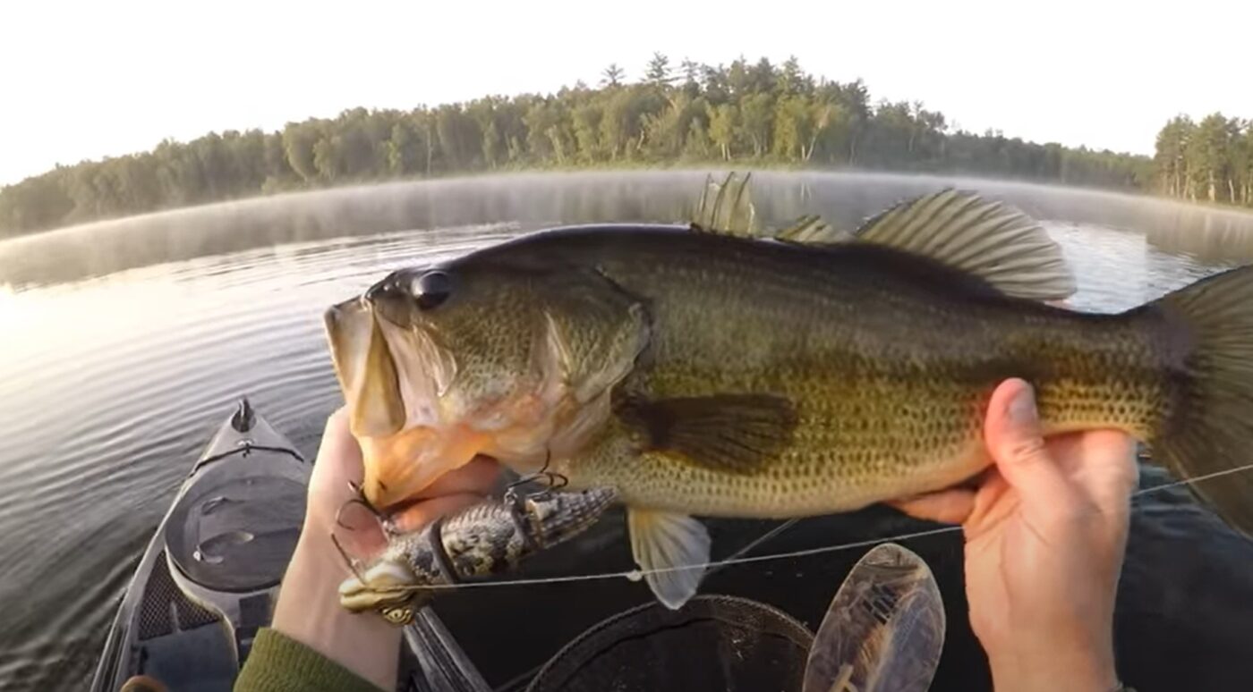 Kayak Fisherman Proves Largemouth Bass Will Smash An Alligator Topwater ...