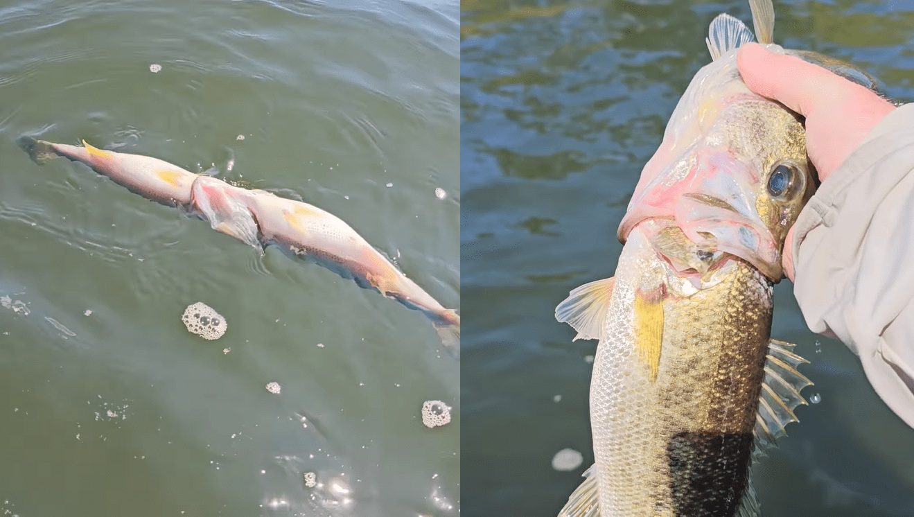 Kayak Fisherman Stumbles Upon Pair Of Largemouth Bass Who Got Stuck ...