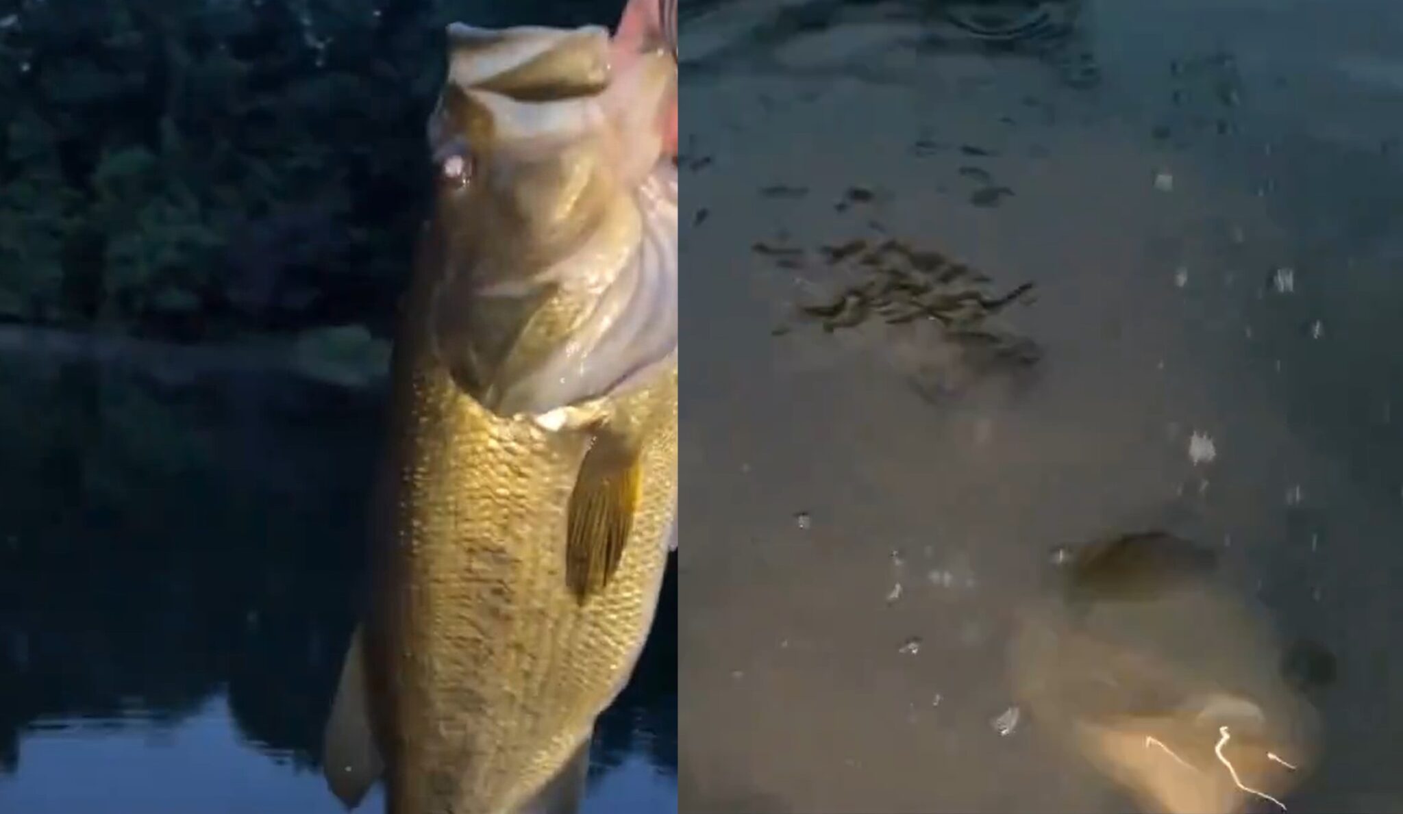 Snapping Turtle Nearly Takes Off Bass Fisherman’s Hand On The Release ...