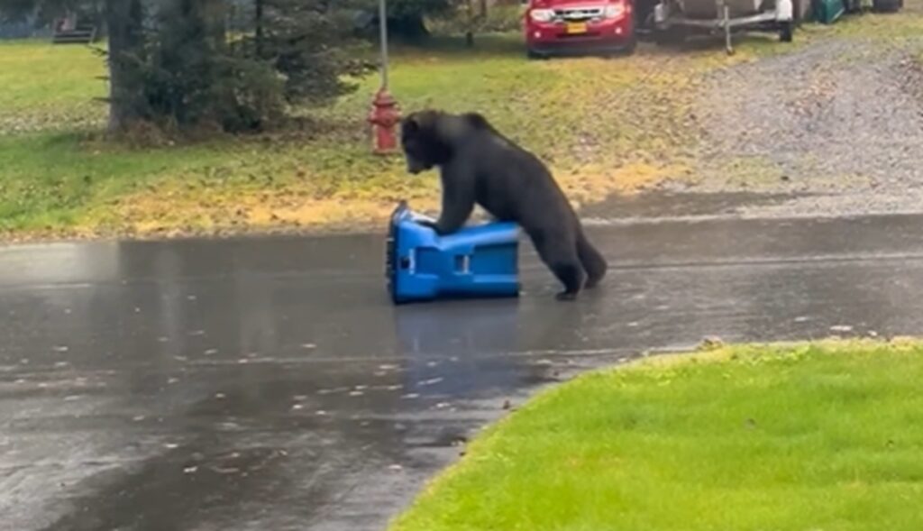 Frustrated Bear Gives CPR To Trash Can In Alaskan Driveway | Whiskey Riff