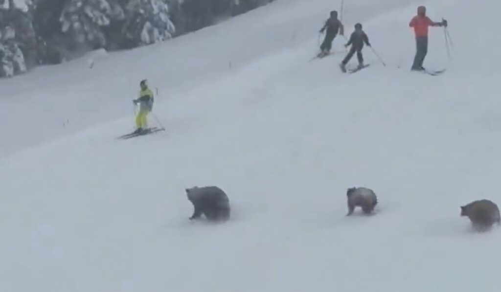 “Move! Get Out Of There!”: Mother Bear & Her Two Cubs Charge Across ...