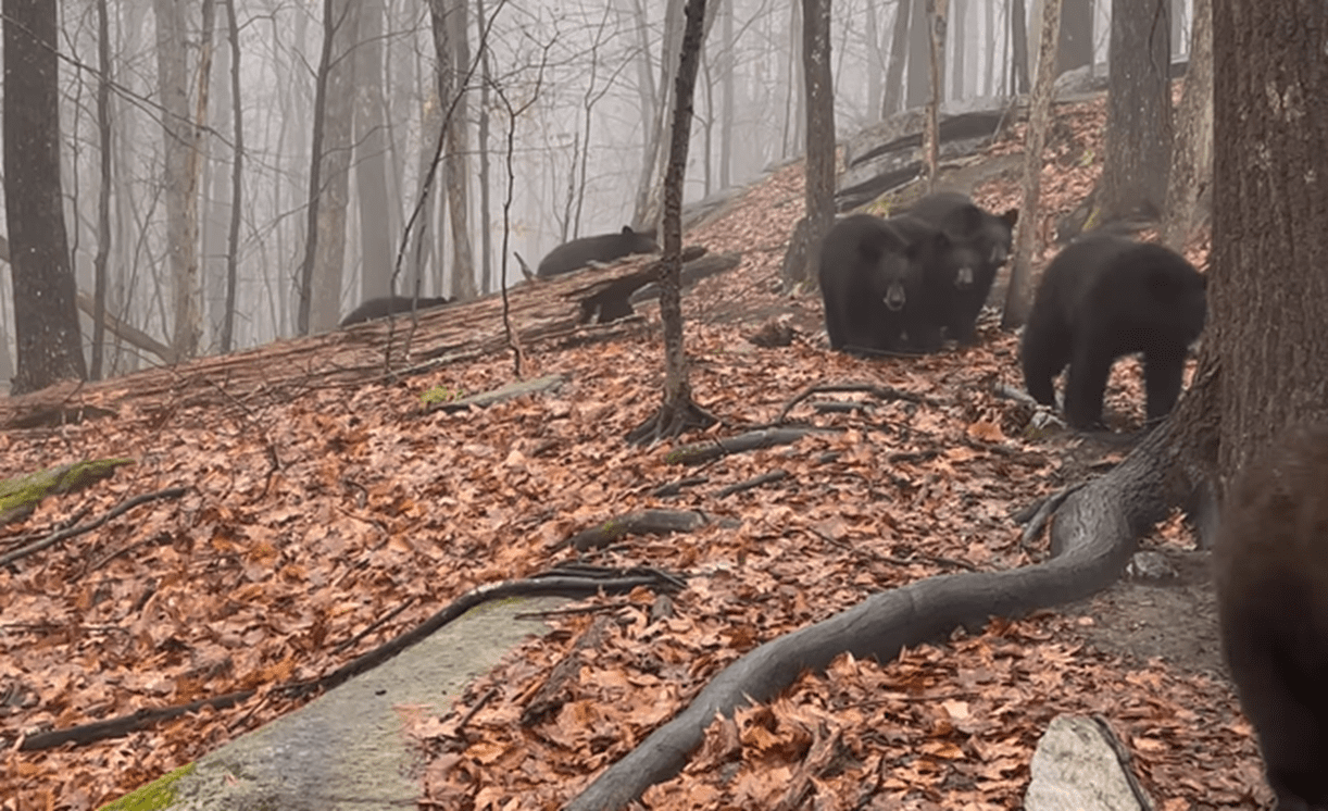 Parade Of Bear Cubs Come Walking Out Of The Foggy Wilderness In New ...