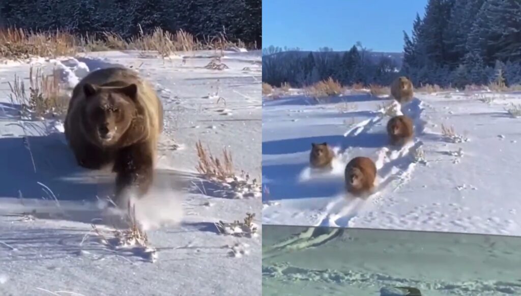 Monstrous Mama Bear & Her 4 Giant Cubs Trudge Through The Deep Snow In ...