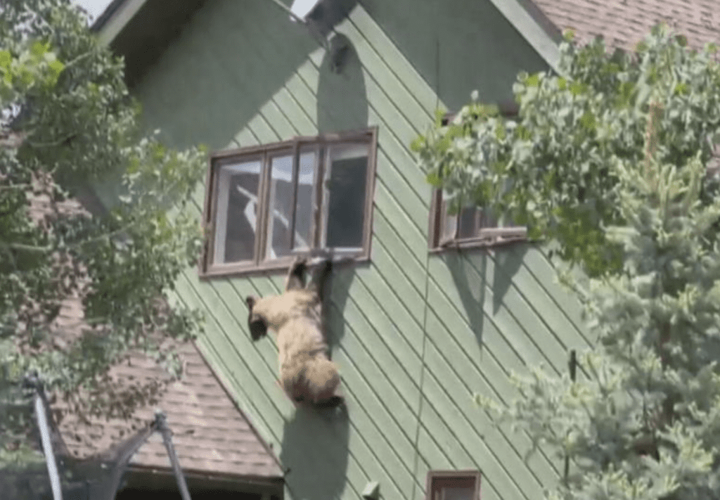 Bear Dangles From Second Floor Window After Breaking Into Colorado Home ...