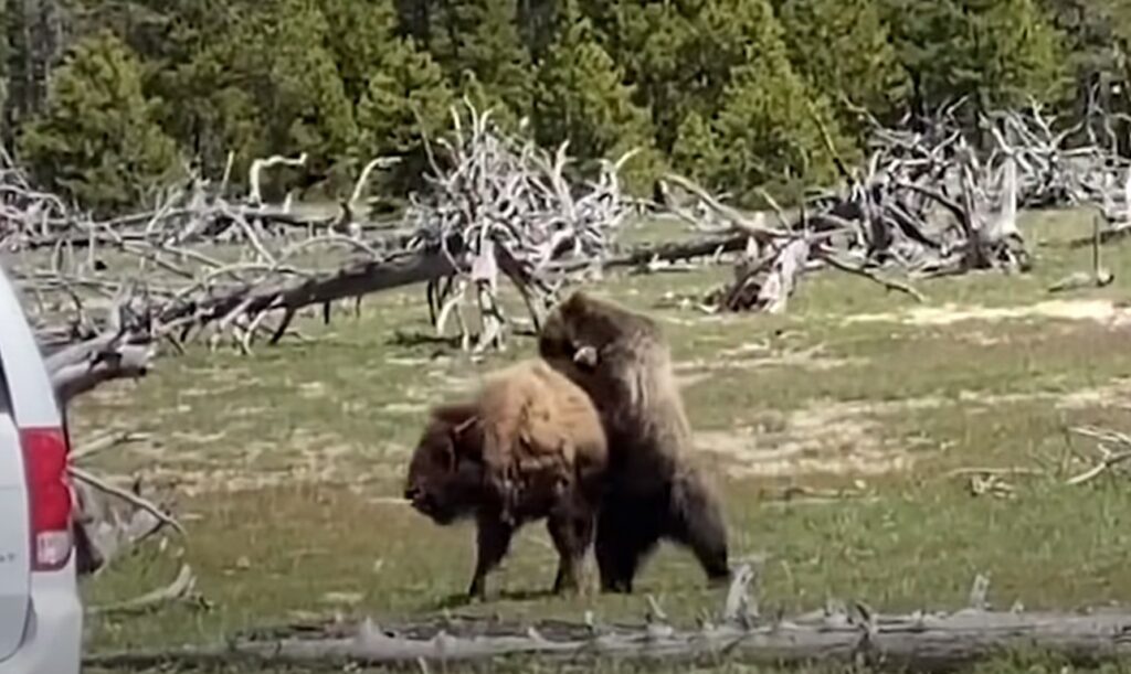Young Bison Goes To War With Attacking Grizzly Bear In Yellowstone ...