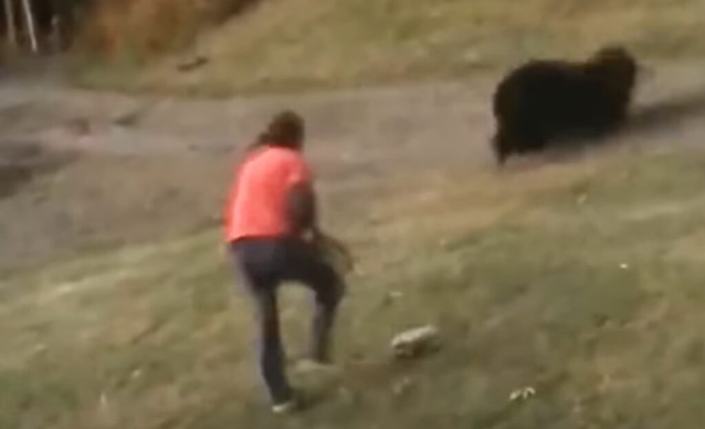 Mama Grizzly Bear Takes Close-Range Shotgun Blast & Keeps Charging At ...