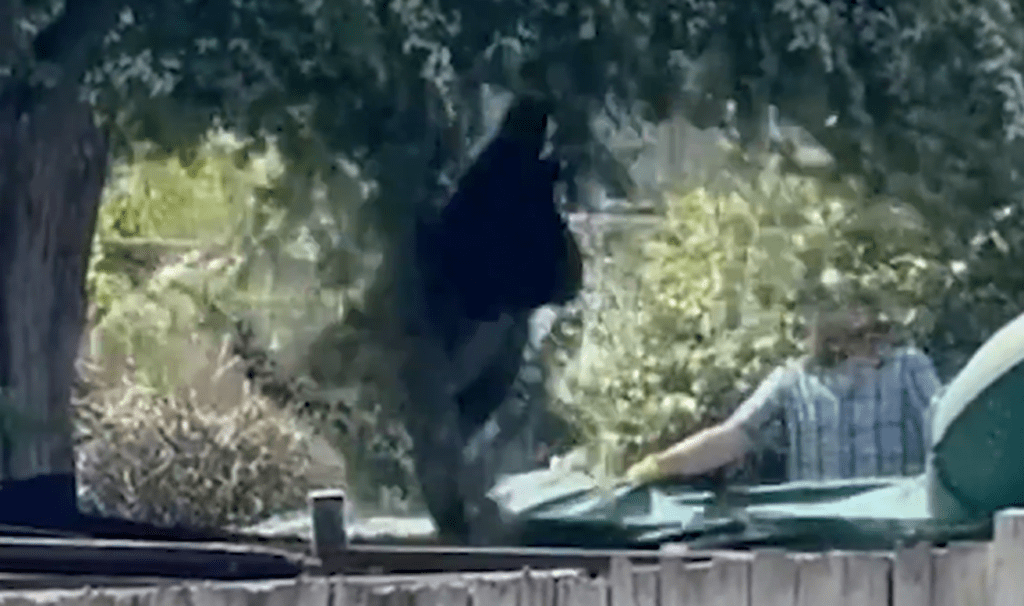 Tranquilized Black Bear Takes Tumble Out Of Tree, Caught With Tarp ...