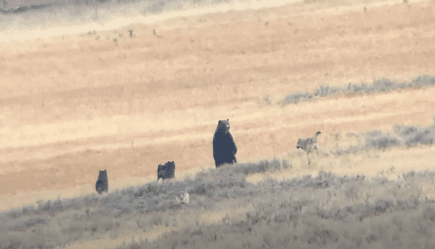 Wolf Pack Surrounds Grizzly Bear In Rare Footage From Yellowstone: “I ...