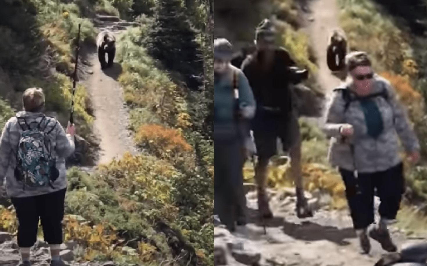 Hikers Scream As Loud As They Can Only For A Grizzly Bear To Ignore ...