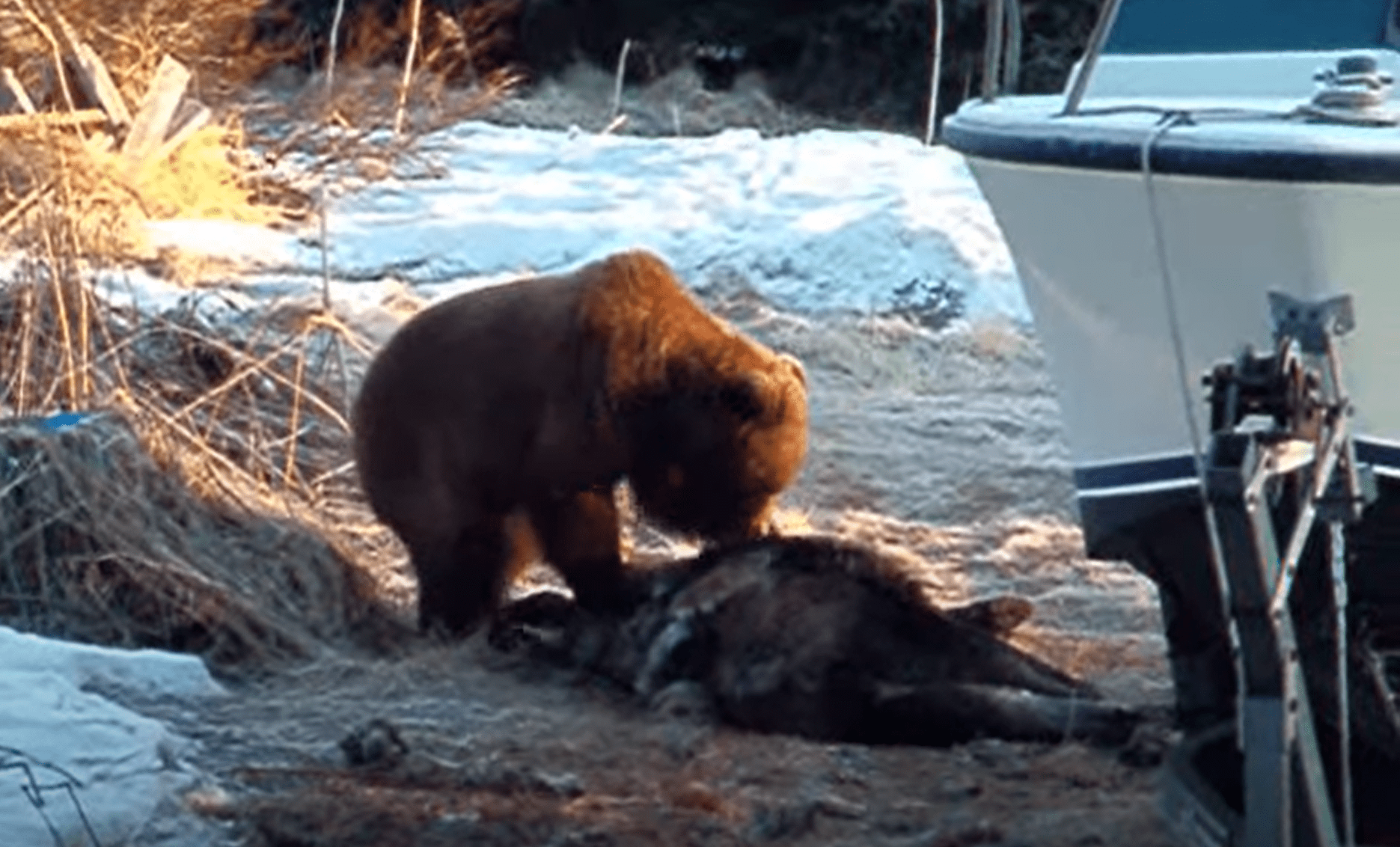 Grizzly Bear Mauls A Cow Moose In Alaskan Driveway | Whiskey Riff