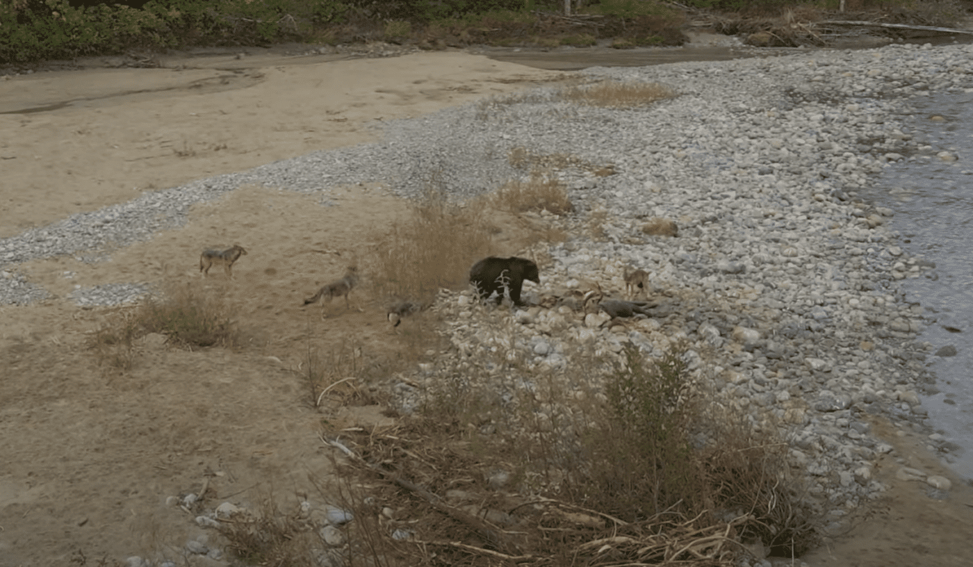 Drone Captures Grizzly Bear Fighting Off Pack Of Wolves To Defend Moose ...