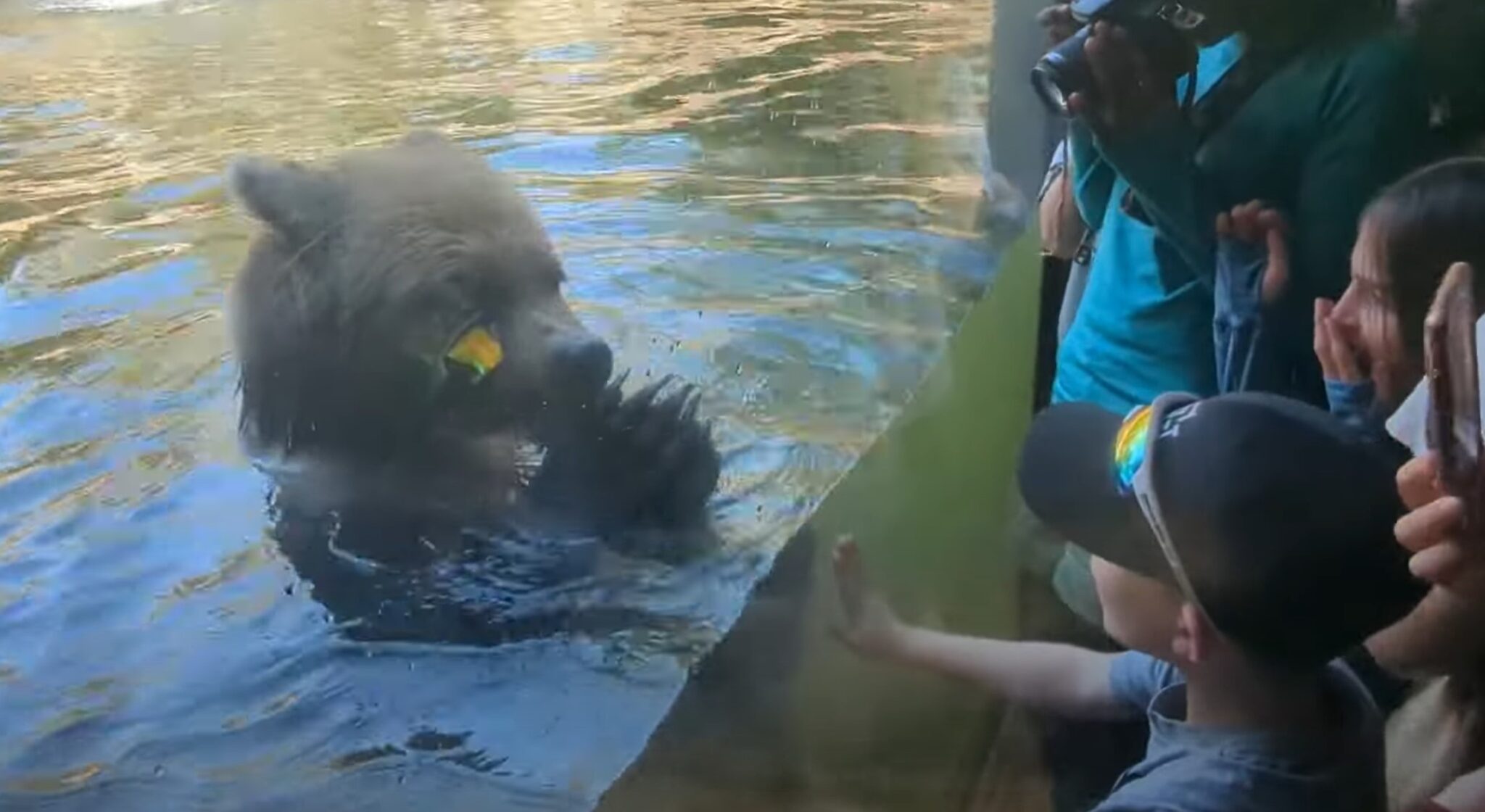 Kids Get A Crash Course On The Food Chain When Grizzly Bear Feasts On ...