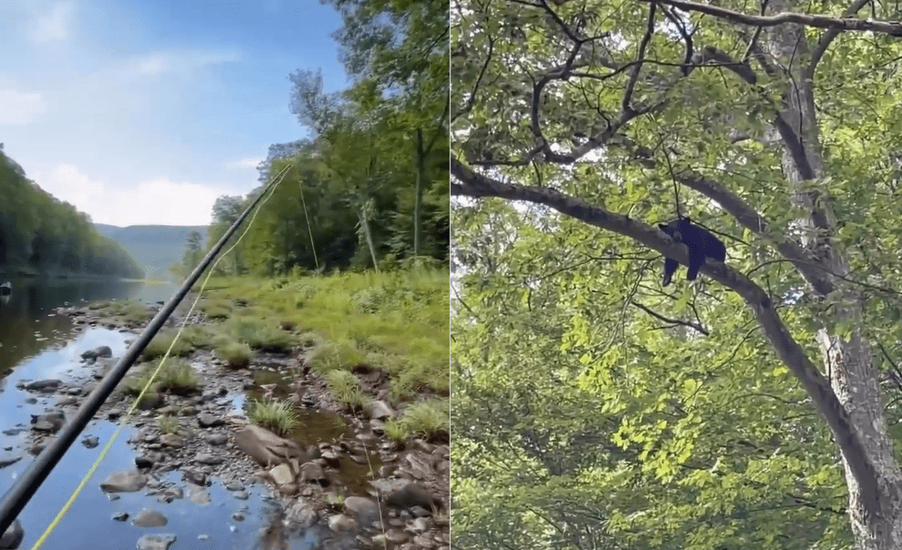 Fly Fisherman Looks Up In Tree To See A Bear Cub Just Hanging Out Above ...