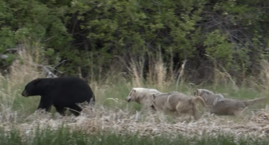 Pack Of Wolves Strategically Fend Off Bear From Attacking Their Pups ...