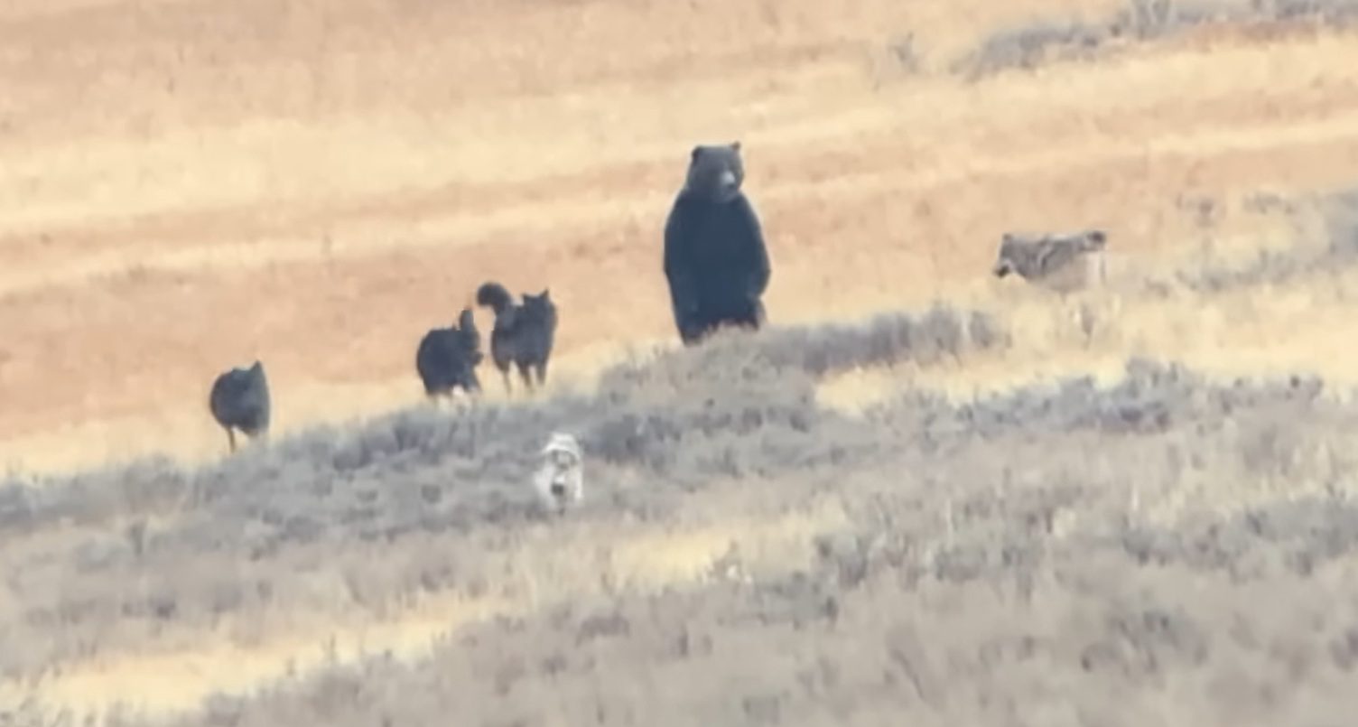 Extremely Rare Footage Shows Yellowstone Grizzly Escorted Out By A ...