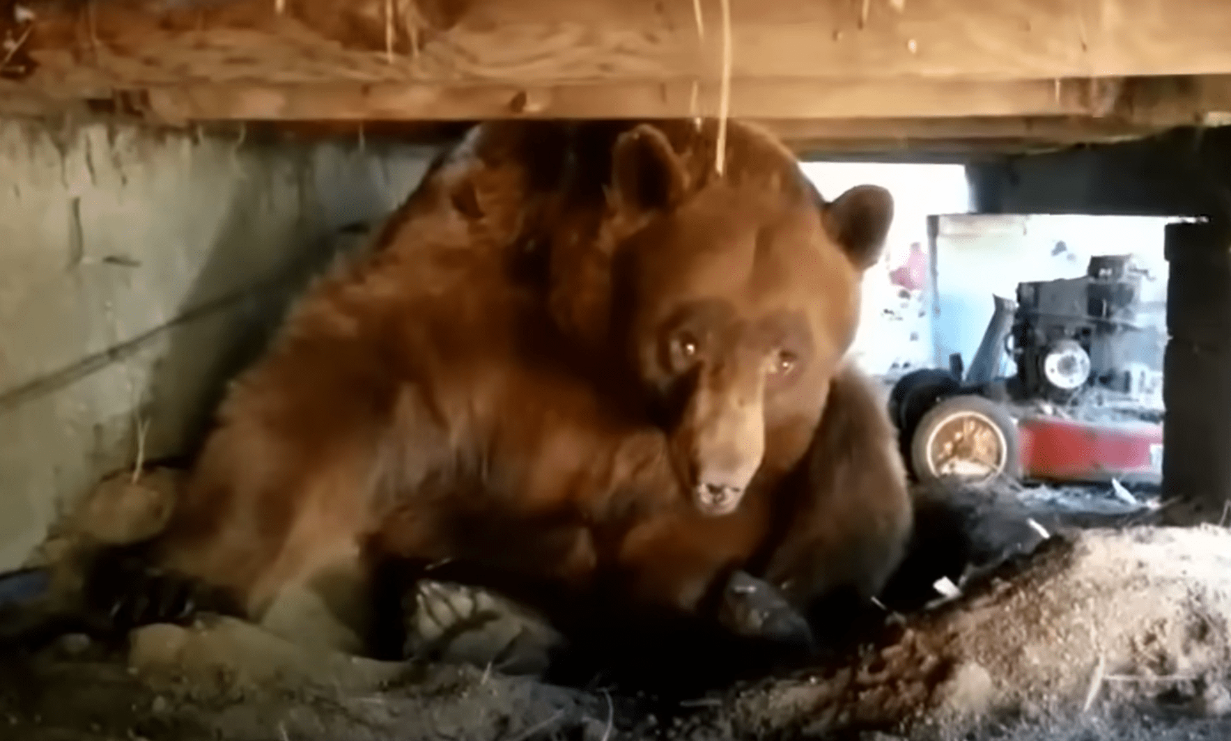 “Go Bear!” – Lake Tahoe Man Confronts Monster Black Bear Napping ...