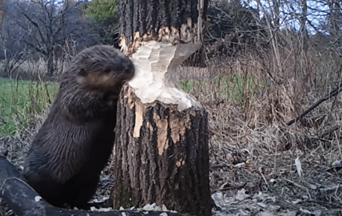 A Beaver Chomping Down Trees Is Just As Interesting As You’d Think It ...