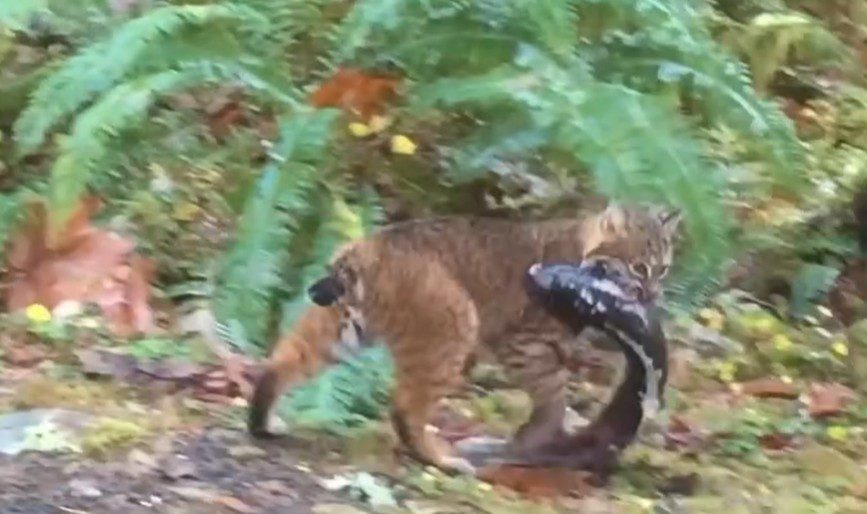 Bobcat Goes Fishing At Olympic National Park, Snatches Up Big Ol ...