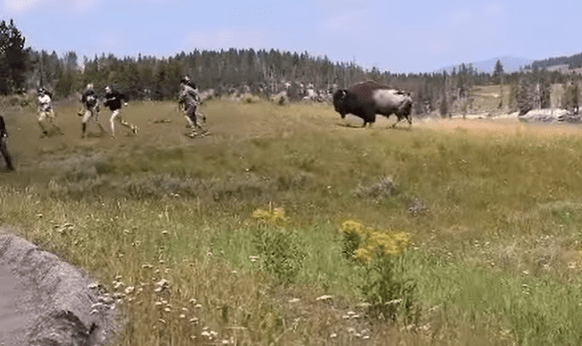 Bison Sends Too-Close-Tourists Running For The Hills At Yellowstone ...