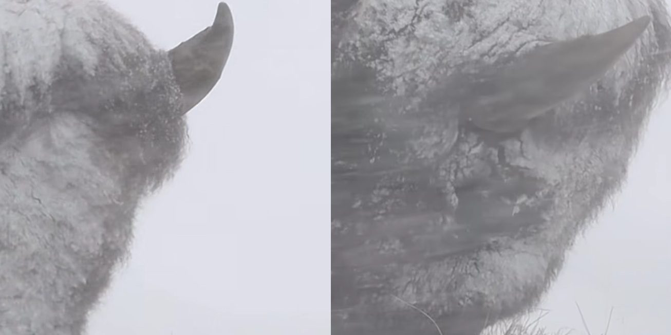 Wildlife Photographer Shares Stunning Video Of Bison Covered In Snow ...