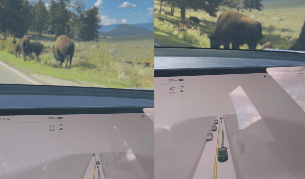 Tesla Driving Through Yellowstone National Park Recognizes Bison As A ...