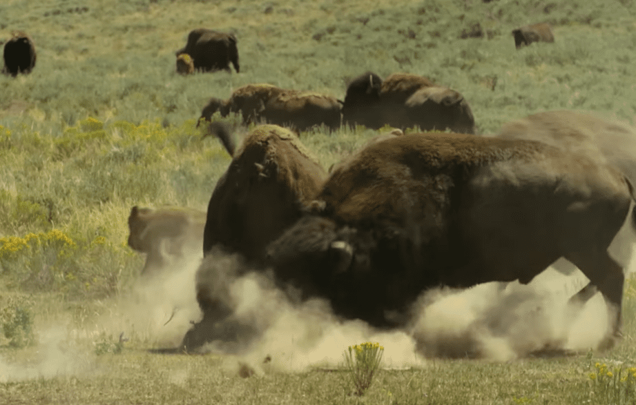Mature Bull Puts Young Bison In Its Place For Mating Rights In ...