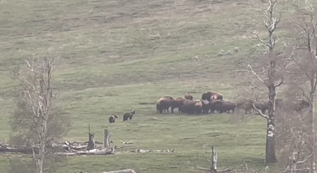 Heartbreaking Video Shows a Herd of Wild Bison Holding a “Funeral” for ...