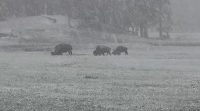 Bison In Yellowstone National Park Unbothered By Summertime Snow ...