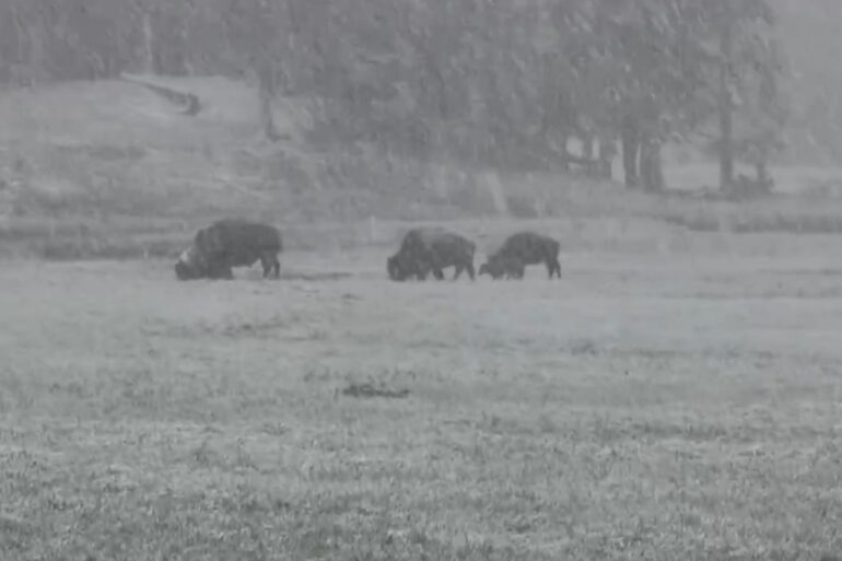 Bison In Yellowstone National Park Unbothered By Summertime Snow ...