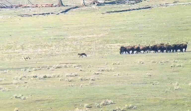 Bison Herd Gangs Up to Run Off a Pack of Wolves in Yellowstone National ...