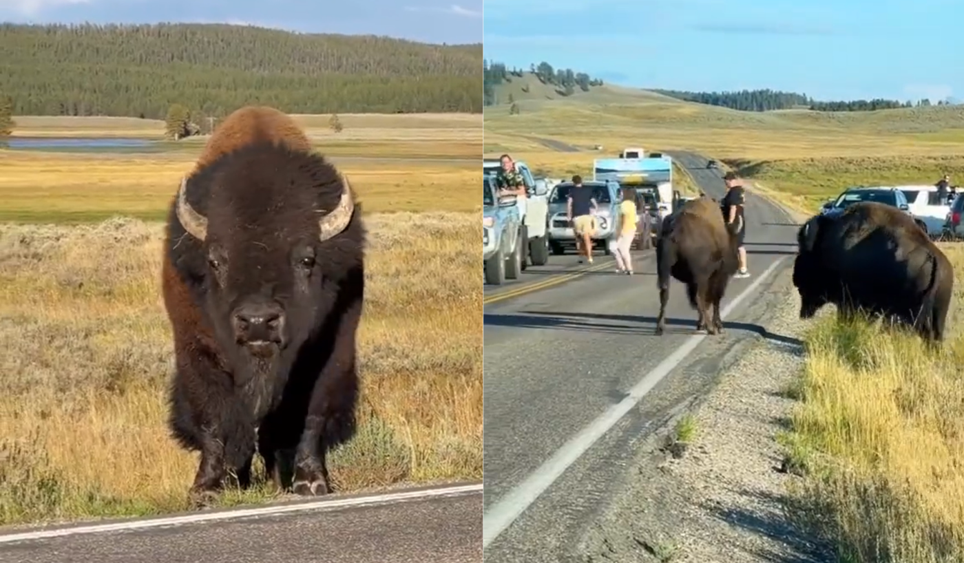 Massive Bison Runs Tourists Off The Road At Yellowstone National Park ...